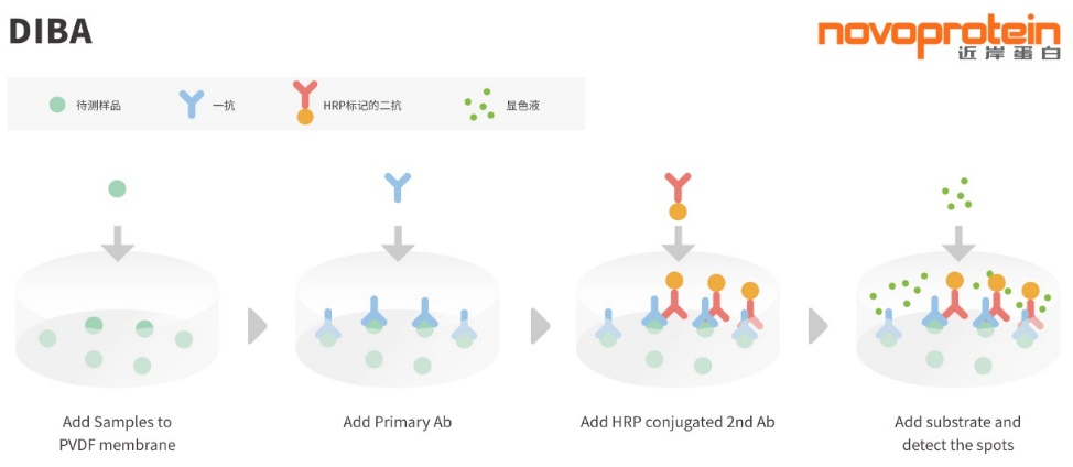 USP《mRNA疫苗質量分析方法-指南草案》再升級，如何做出達標的mRNA？.mRNA.5'-Cap.N7位.Cap.tail.RNase H.cut.螢光.報告基因.repotor gnee ...